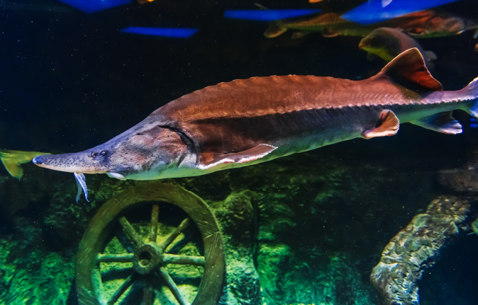 Jak vybrat ryby do jezírka? - Prodej koi kaprů